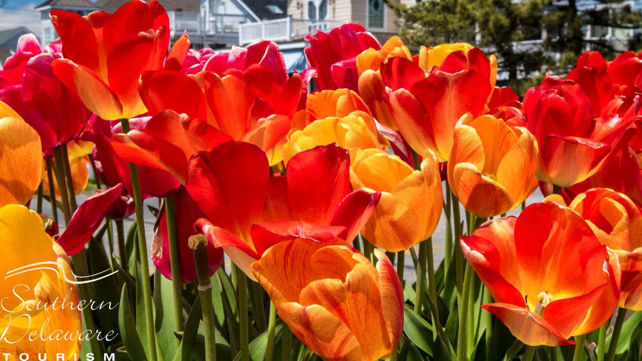 Zoom Backgrounds | Visit Southern Delaware